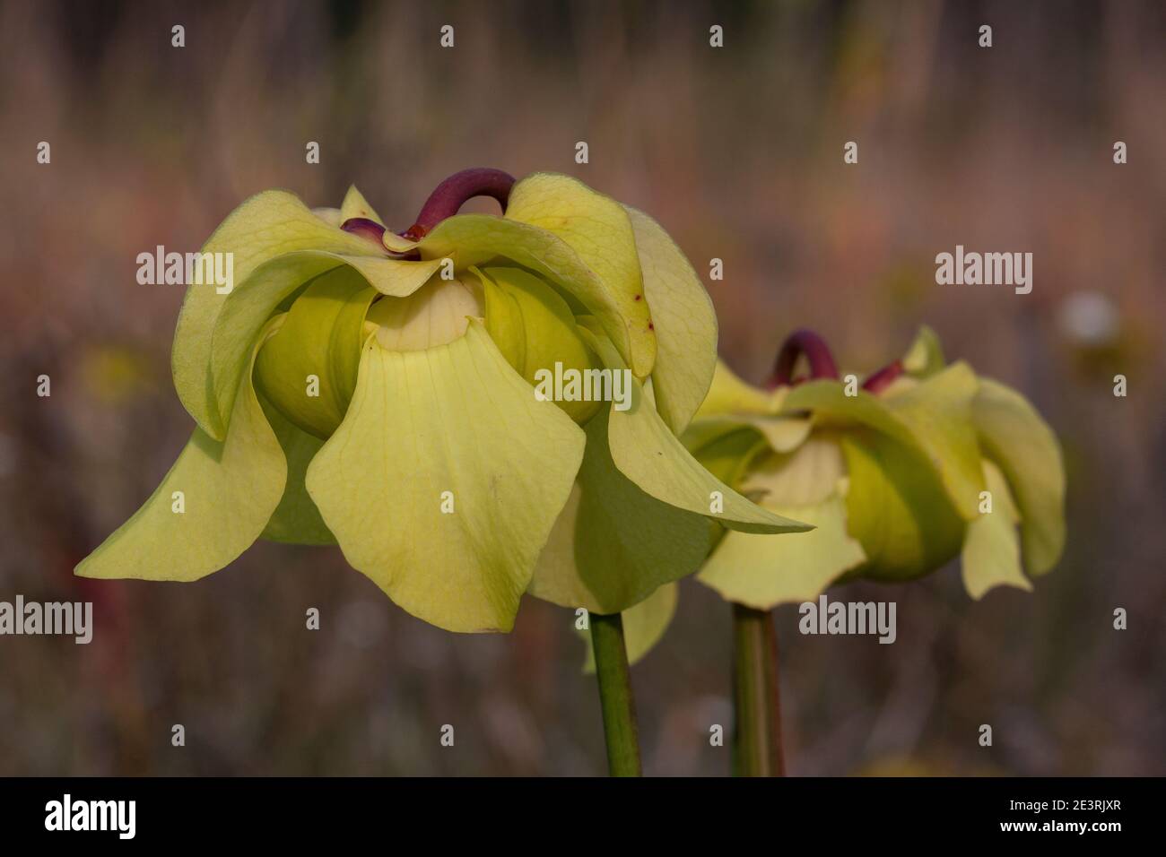 La plante insectivore Banque de photographies et d’images à haute ...