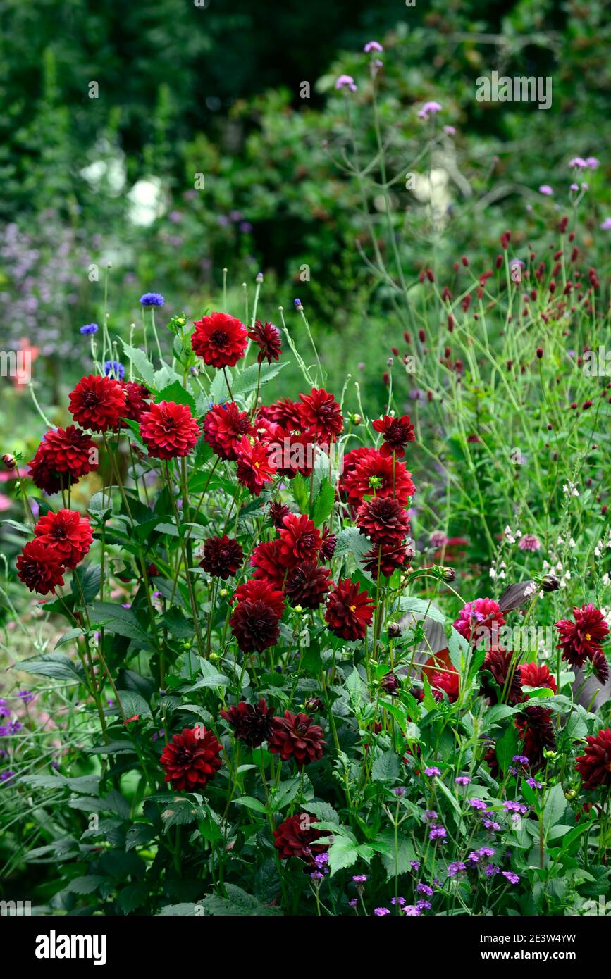 Dahlia arabian night Banque de photographies et d’images à haute ...