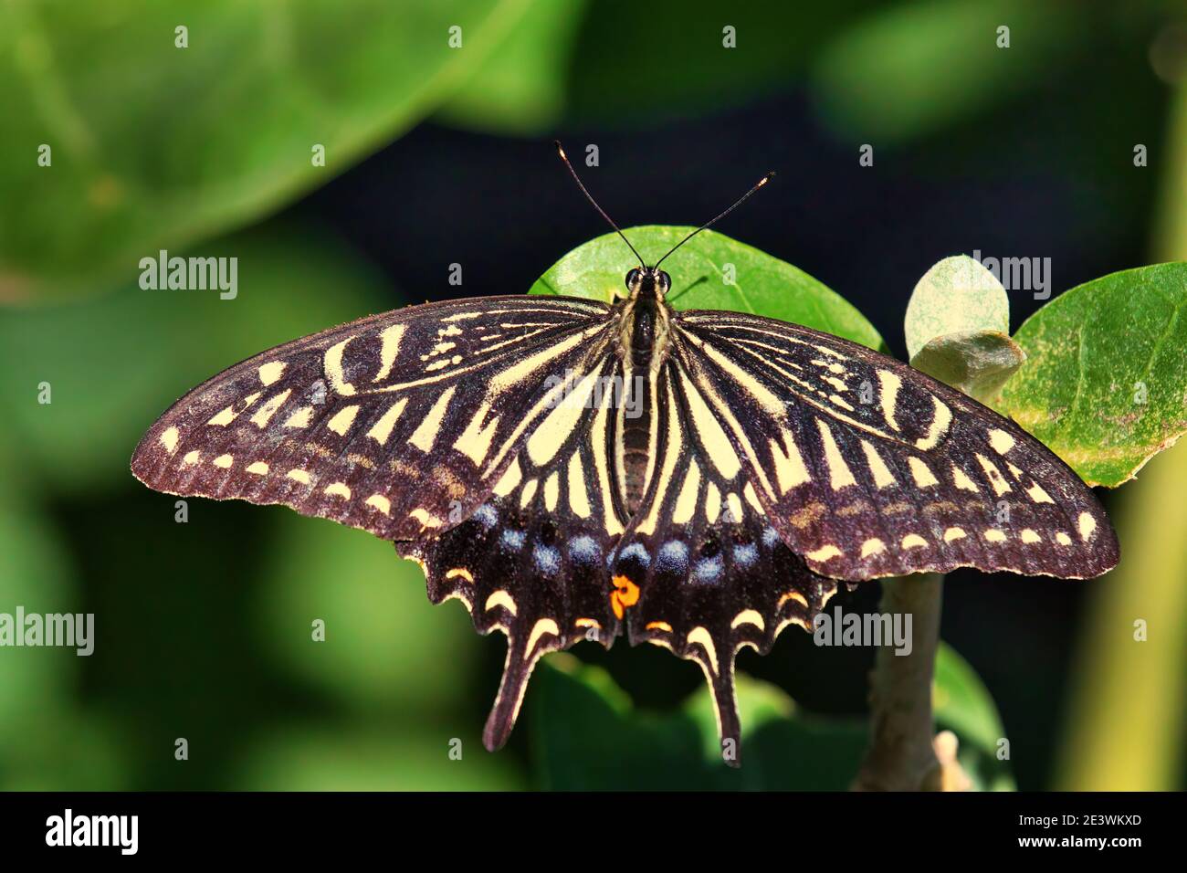 Papillon Isolé Banque d'image et photos - Alamy
