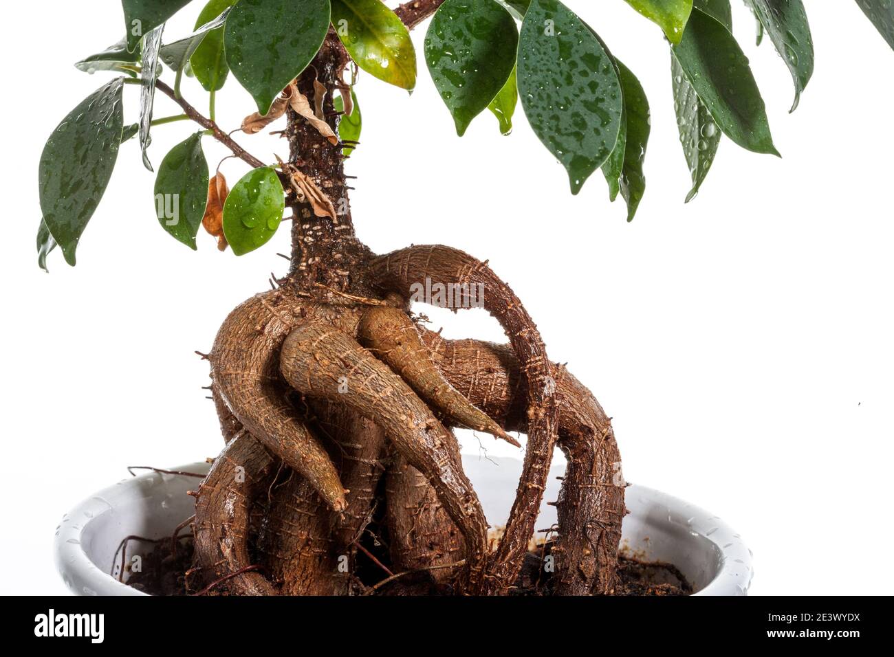 Ficus microcarpa ginseng Banque de photographies et d’images à haute ...