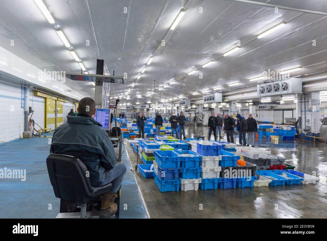 Vente aux enchères de poissons le Guilvinec (Bretagne, Nord-Ouest de la ...
