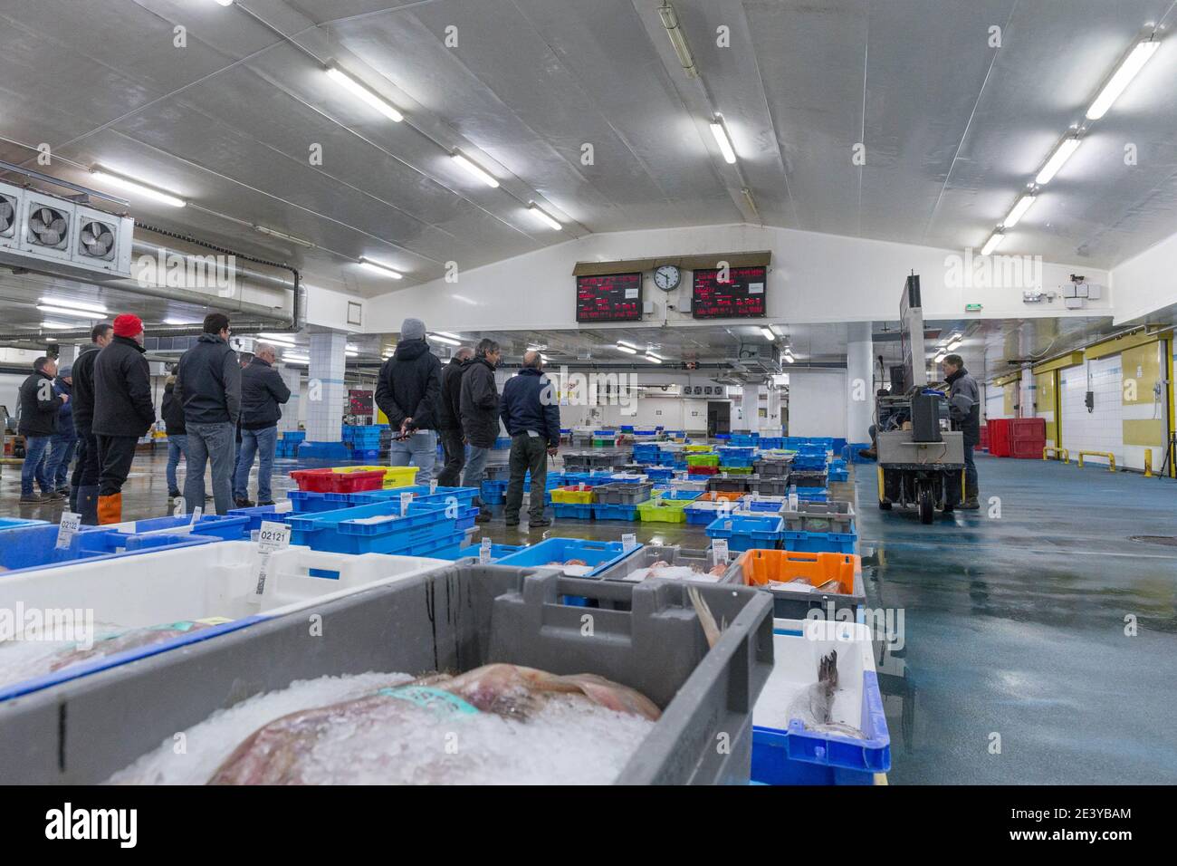 Vente aux enchères de poissons le Guilvinec (Bretagne, Nord-Ouest de la ...