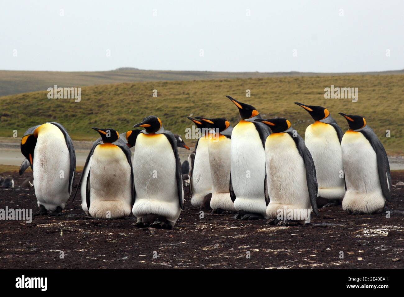 Les pingouins du roi : de couleur similaire à l'empereur géant Penguin ...