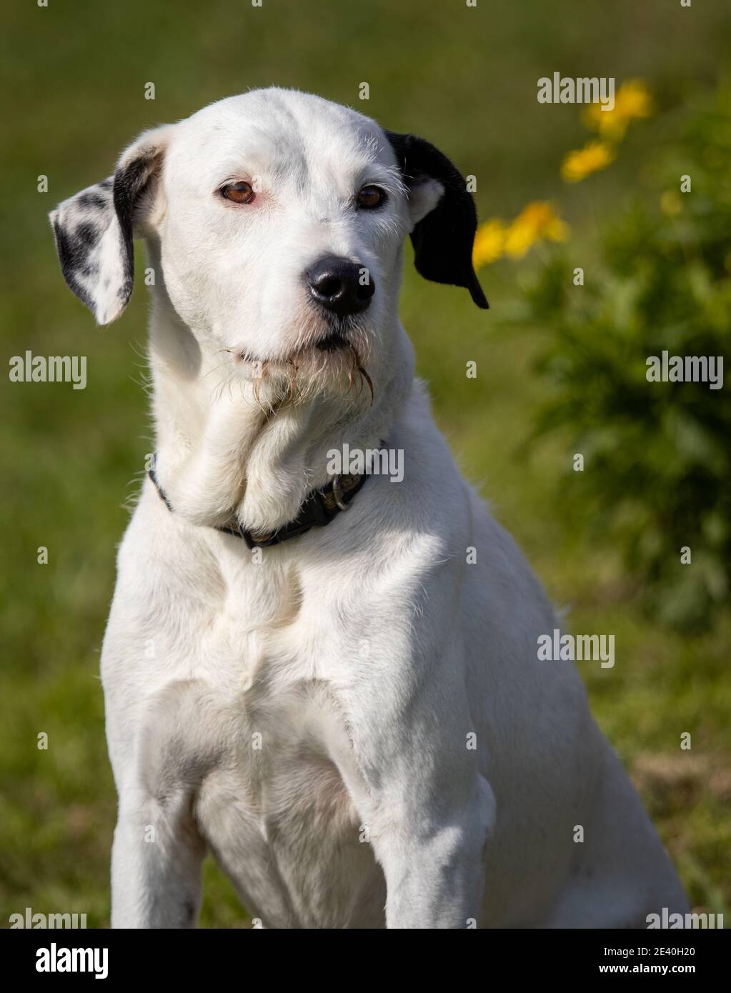Azorean dog Banque de photographies et d’images à haute résolution - Alamy