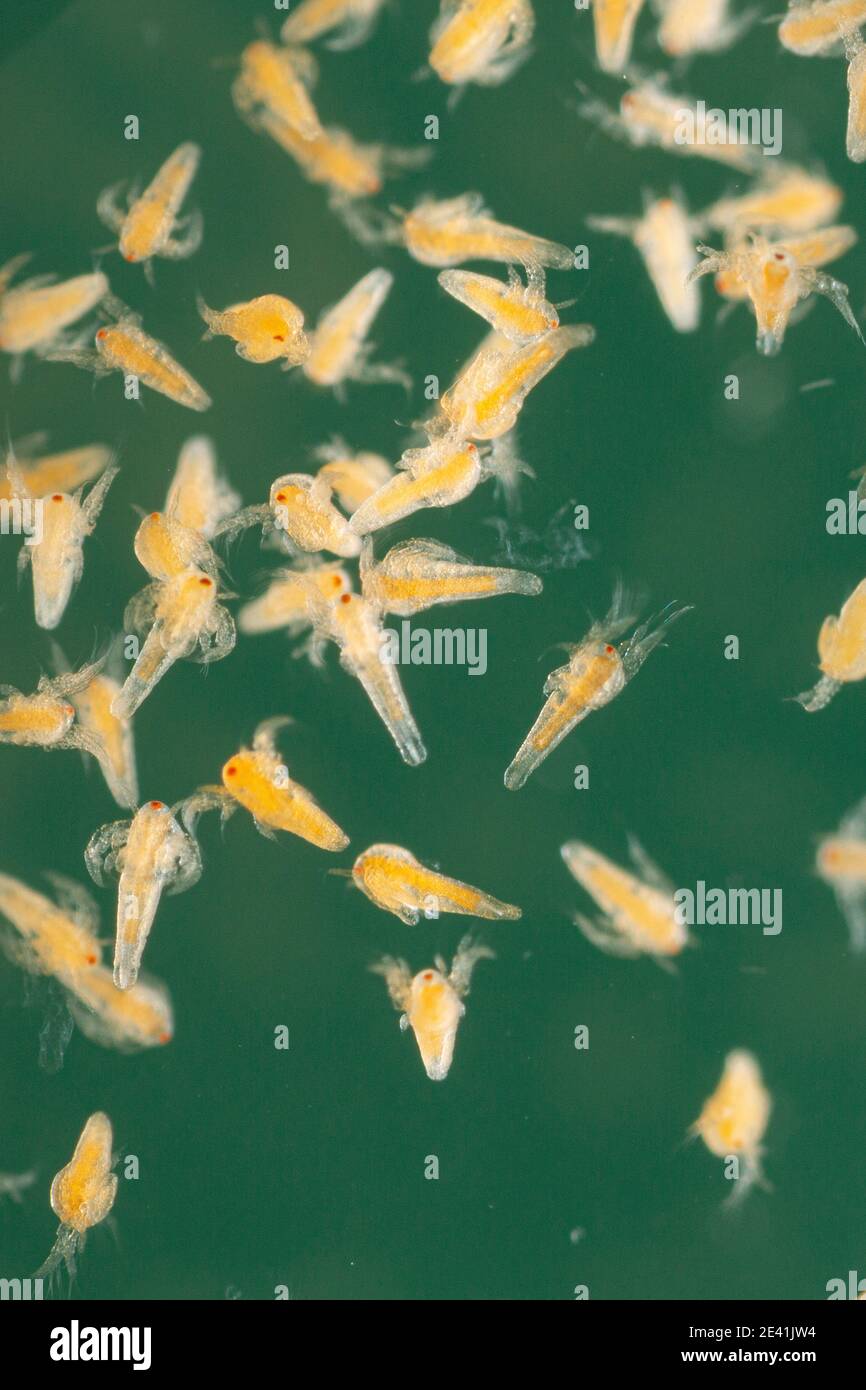 Saumure crevette artemia salina Banque de photographies et d’images à ...