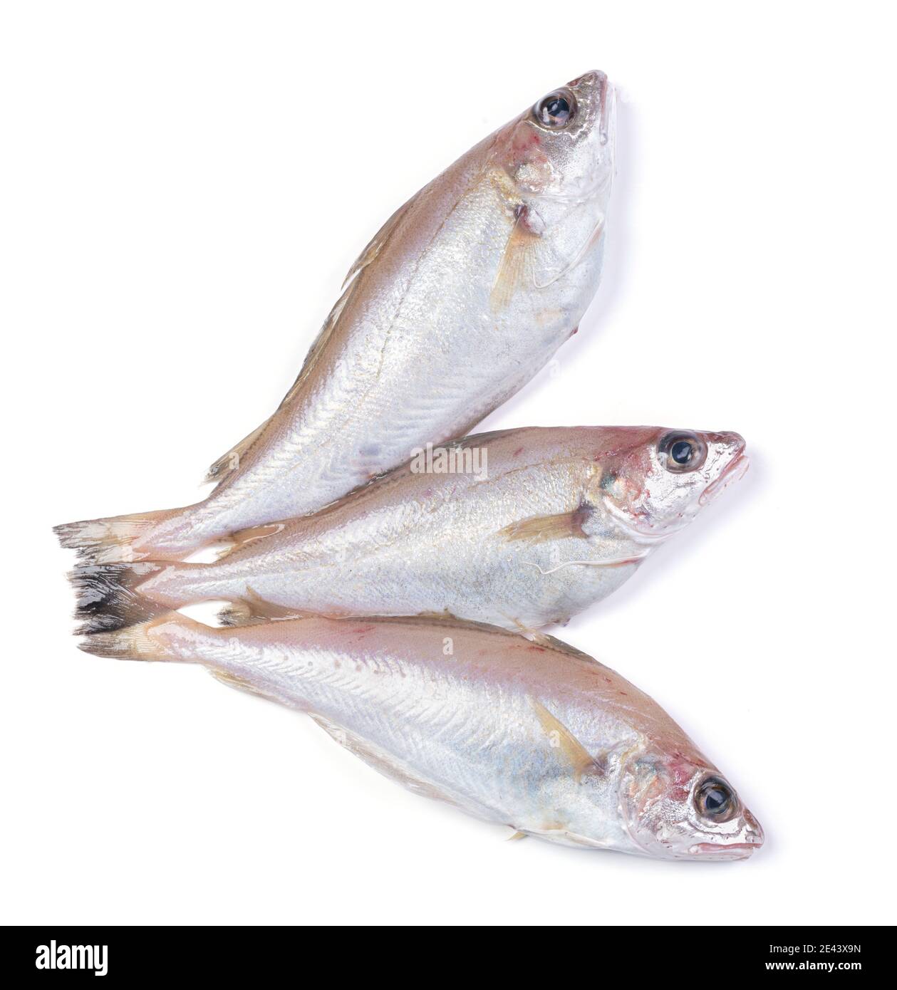 Plante de merlan Banque de photographies et d’images à haute résolution ...