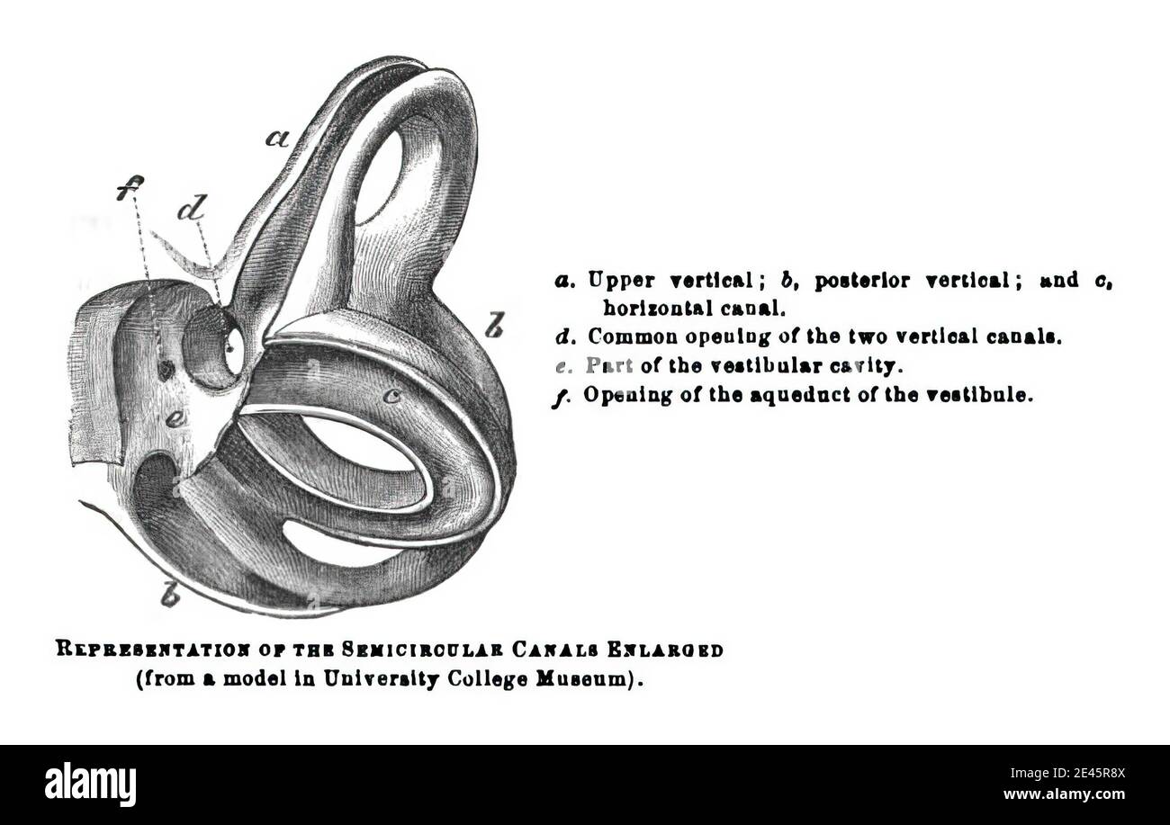 Structure anatomique des canaux semi-auriculaires de l'oreille interne ...