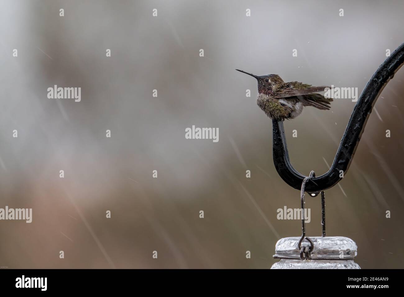 Colibri sous la pluie Banque de photographies et d’images à haute ...