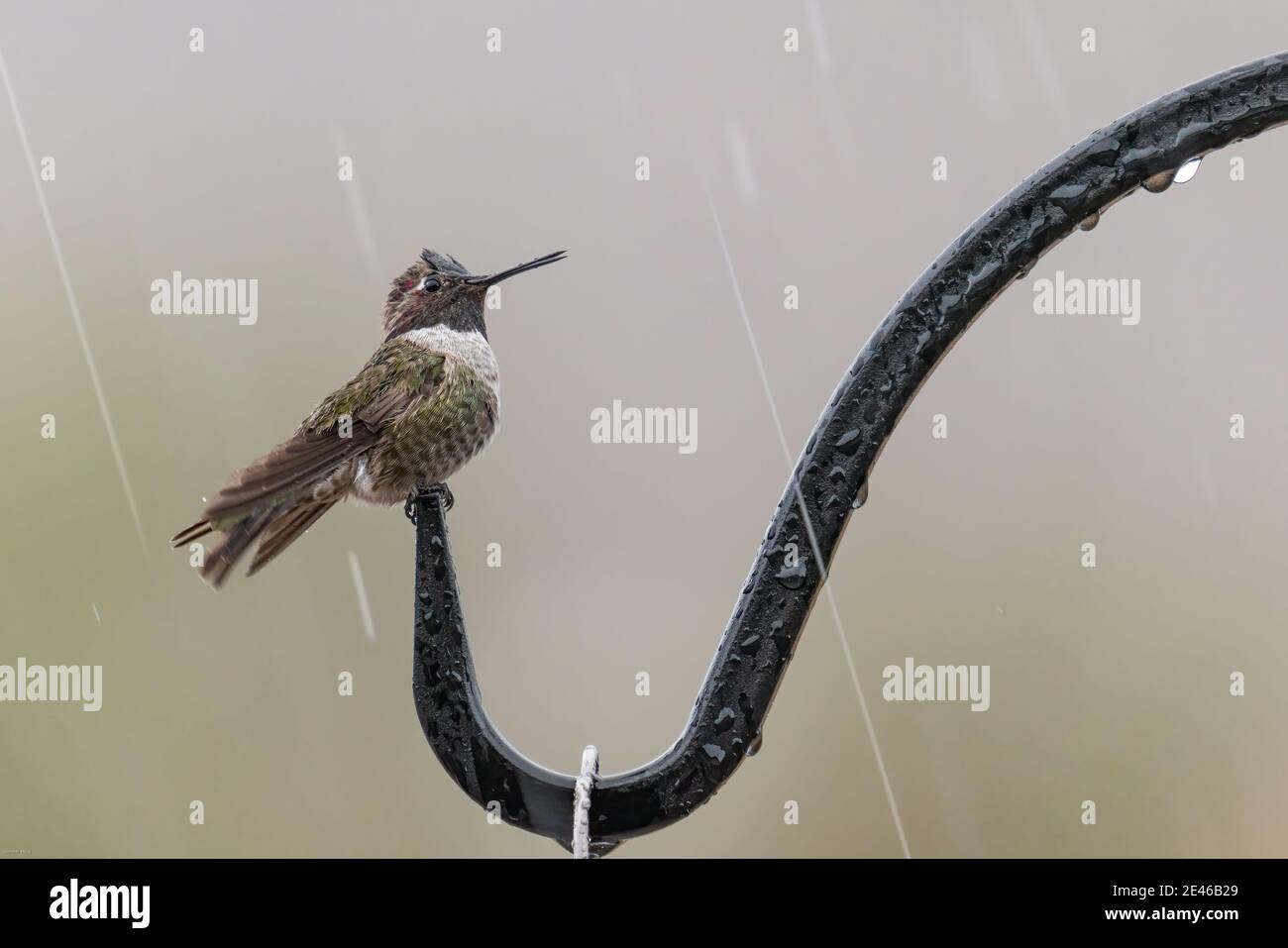 Colibri sous la pluie Banque de photographies et d’images à haute ...