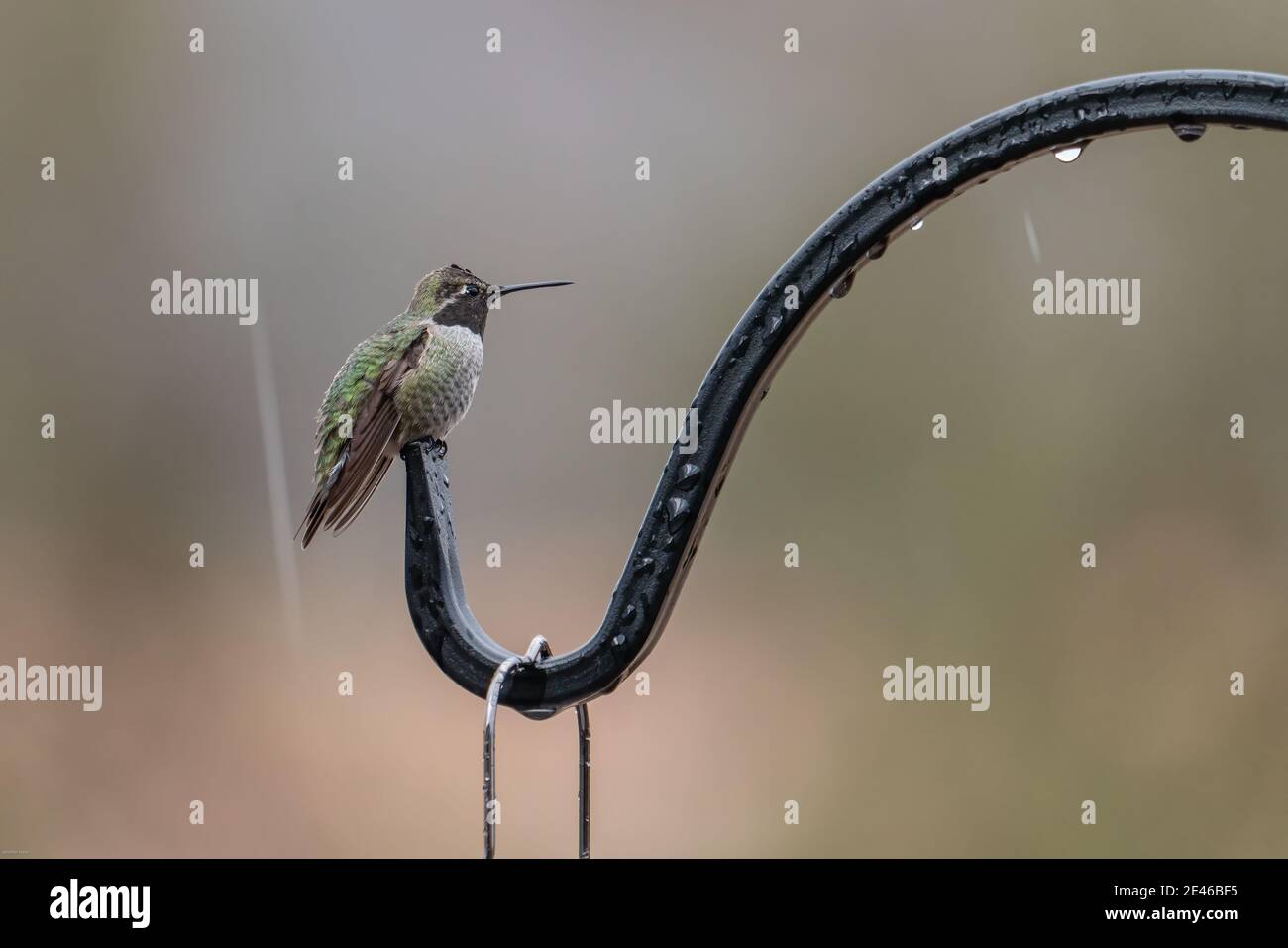 Colibri sous la pluie Banque de photographies et d’images à haute ...
