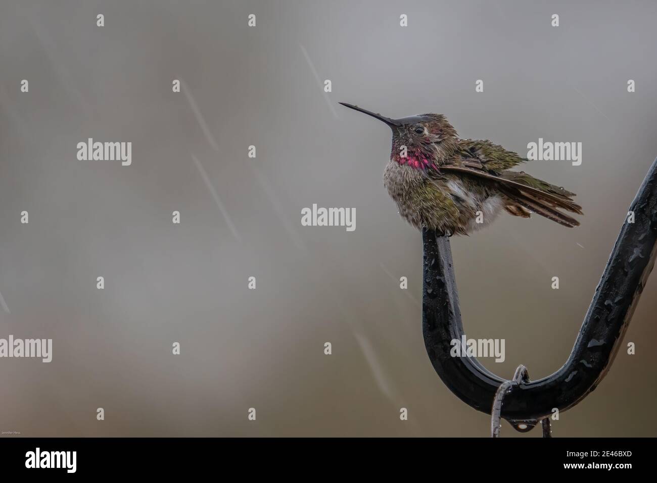 Colibri sous la pluie Banque de photographies et d’images à haute ...