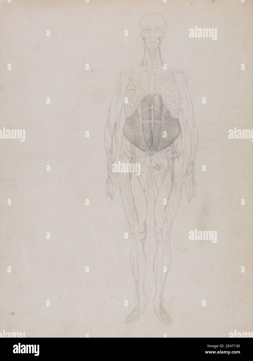 George Stubbs, 1724–1806, British, Human Figure, Anterior View (en ...