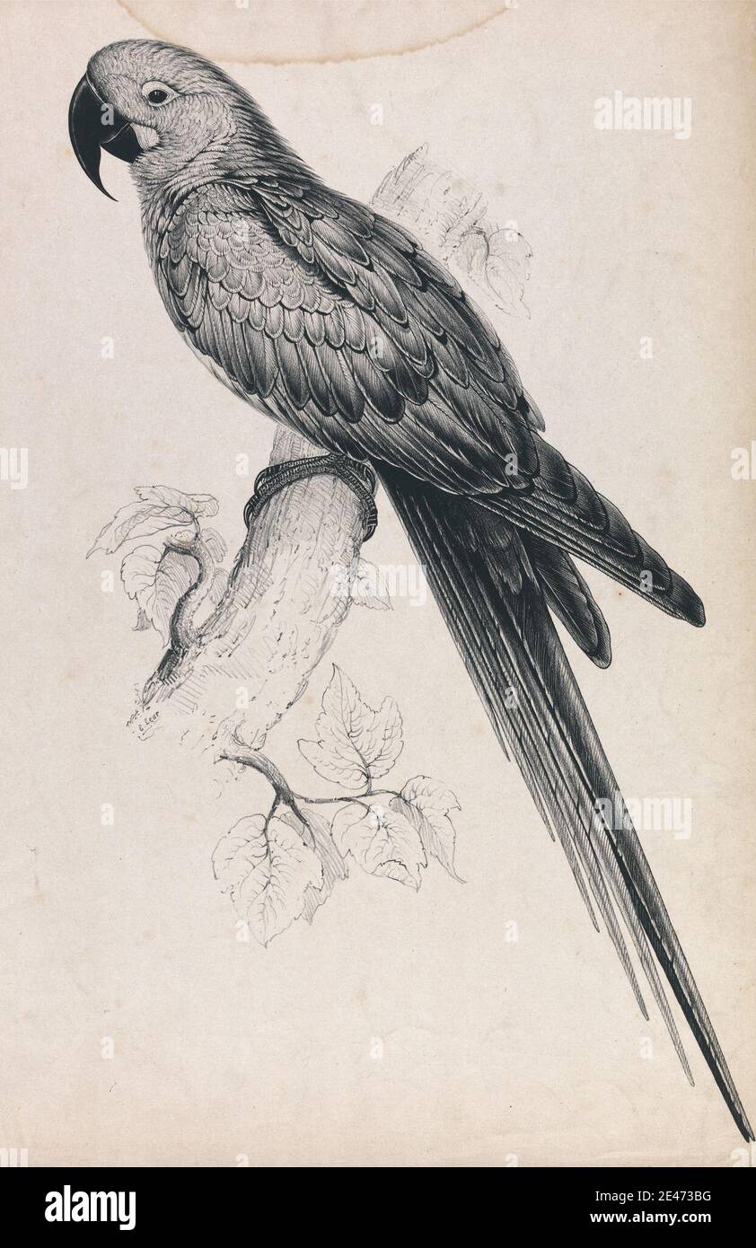 Edward Lear, 1812–1888, British, Jacinthine Maccaw (planche 9), 1832 ...