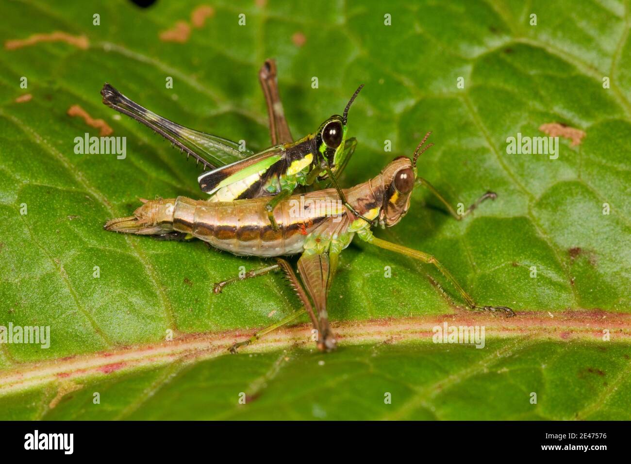 Reproduction de singe Banque de photographies et d’images à haute ...