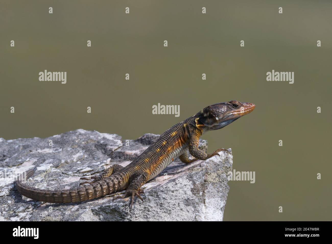Reptile du cap Banque de photographies et d’images à haute résolution ...