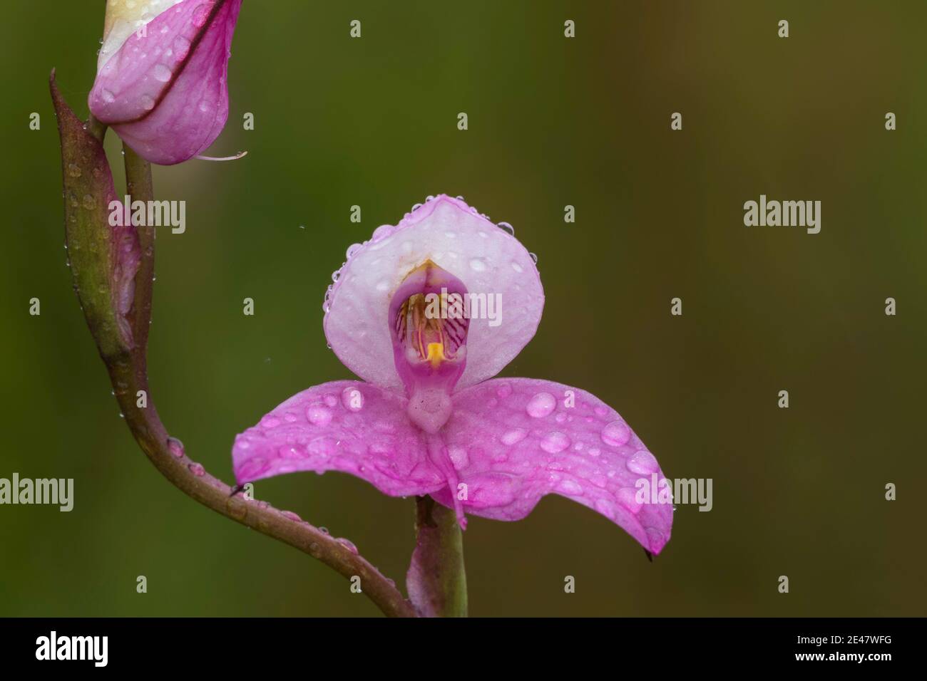 Disa orchid Banque de photographies et d’images à haute résolution - Alamy