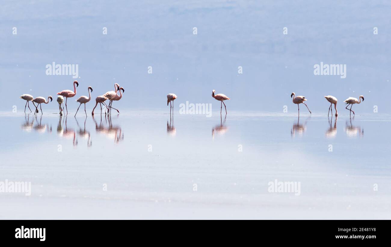 Flamants roses au lac de natron Banque de photographies et d’images à ...