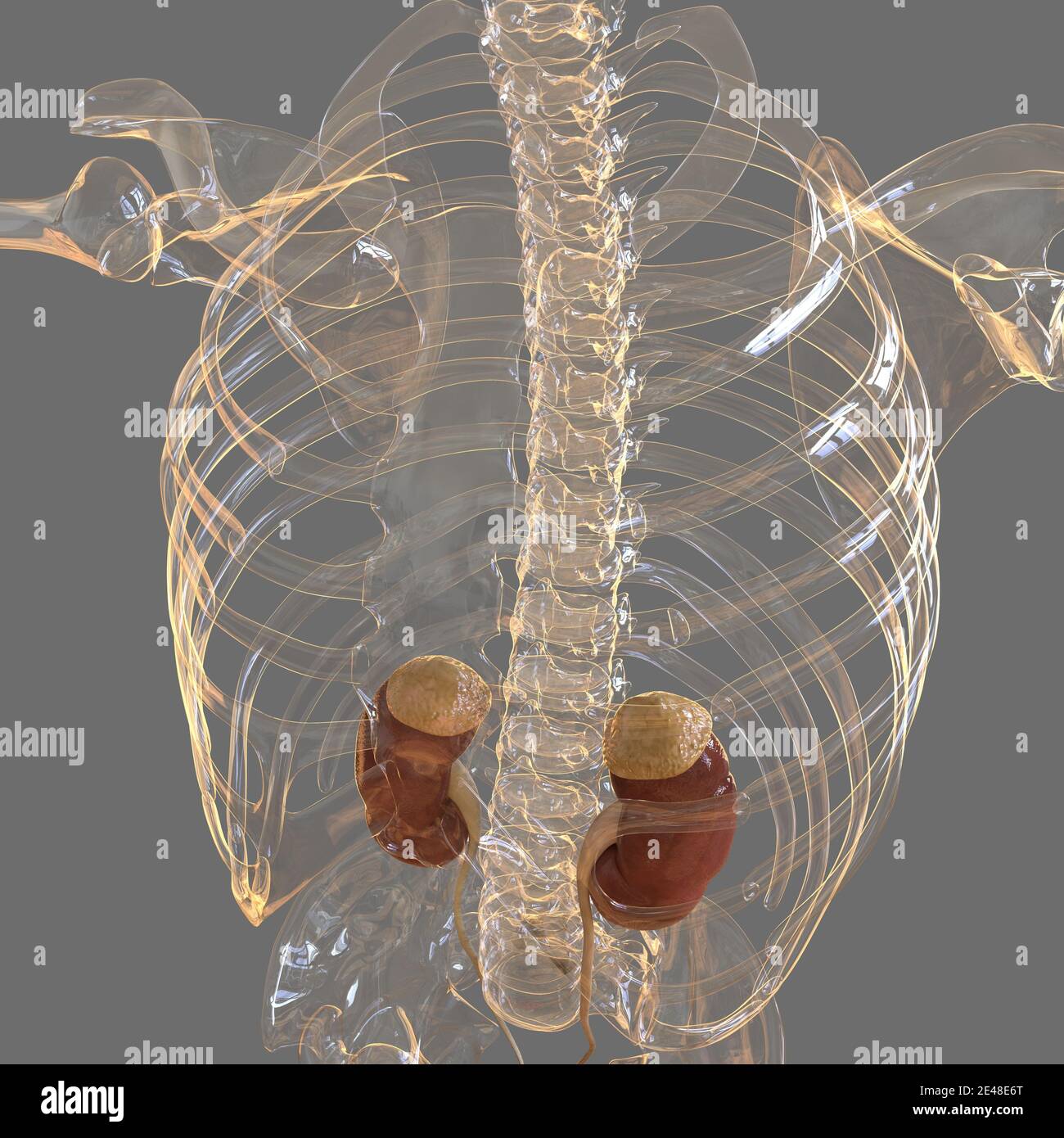 Système urinaire humain reins avec vessie Anatomie pour le concept ...