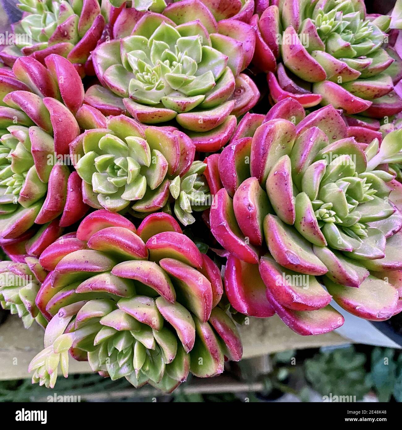 Grandes feuilles charnues Banque de photographies et d’images à haute ...