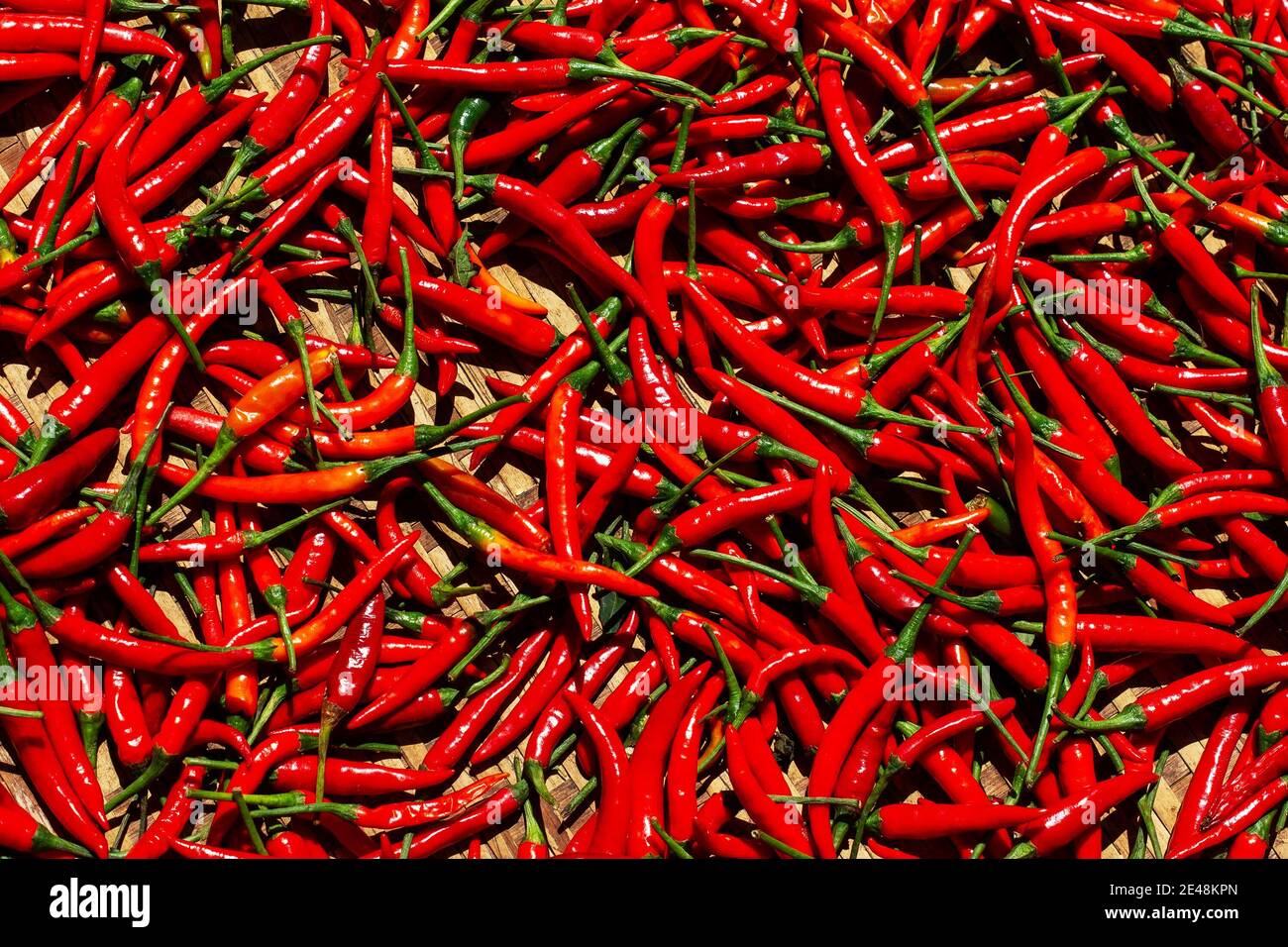 Plante de piment de cayenne Banque de photographies et d’images à haute ...