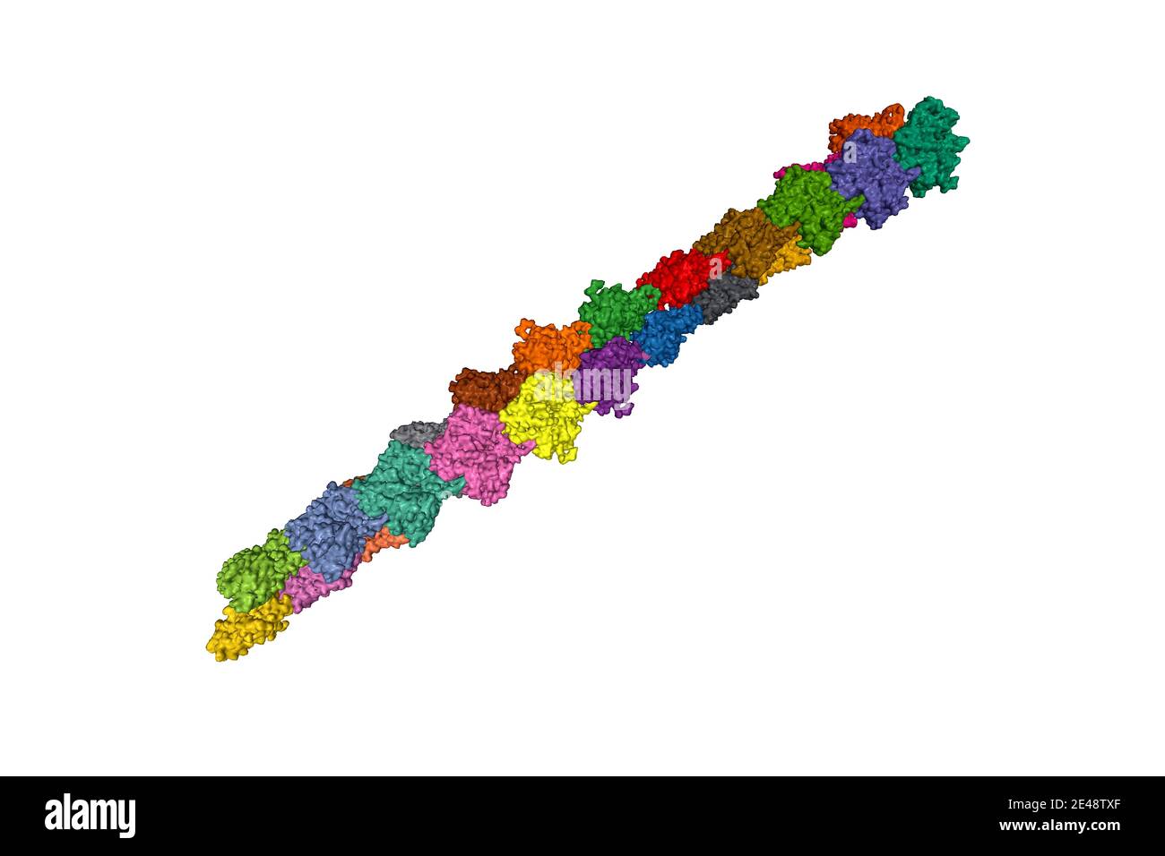 Filament fin d'actine Banque de photographies et d’images à haute ...