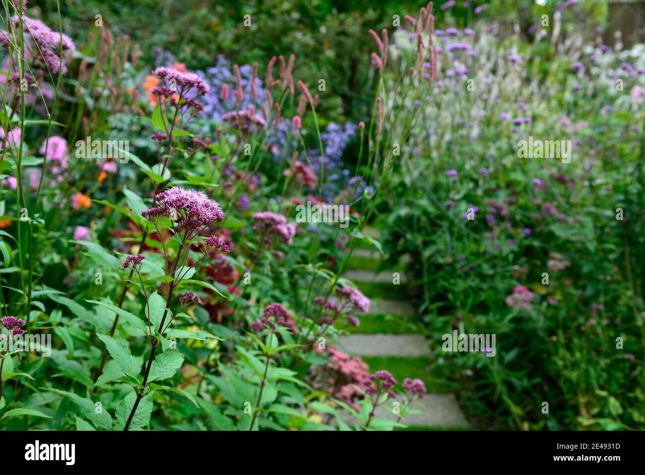 Groupe eupatorium maculatum atropurpureum Banque de photographies et d ...