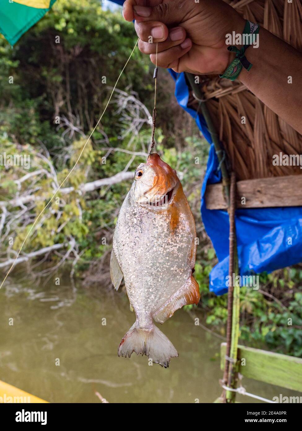 Poisson dangereux de la forêt amazonienne - or piranha. Amazonie ...