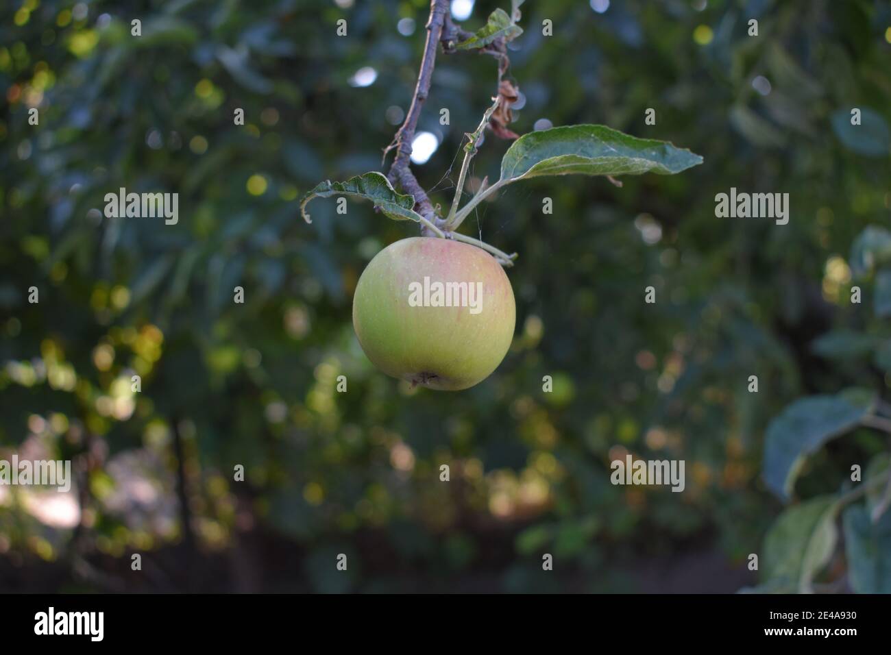 Fruits de jardin Banque de photographies et d’images à haute résolution ...