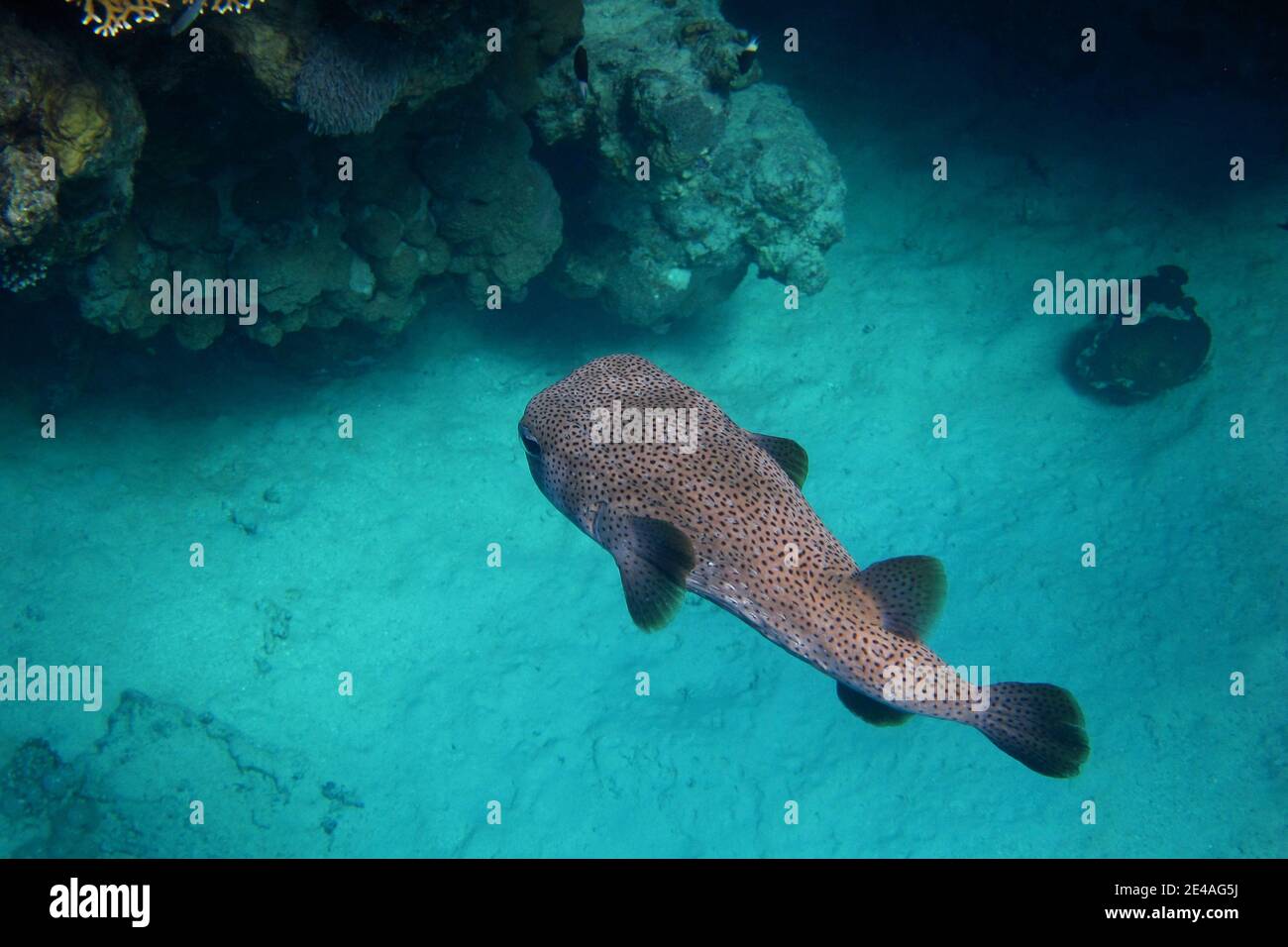 Gros poisson nage Banque de photographies et d’images à haute ...
