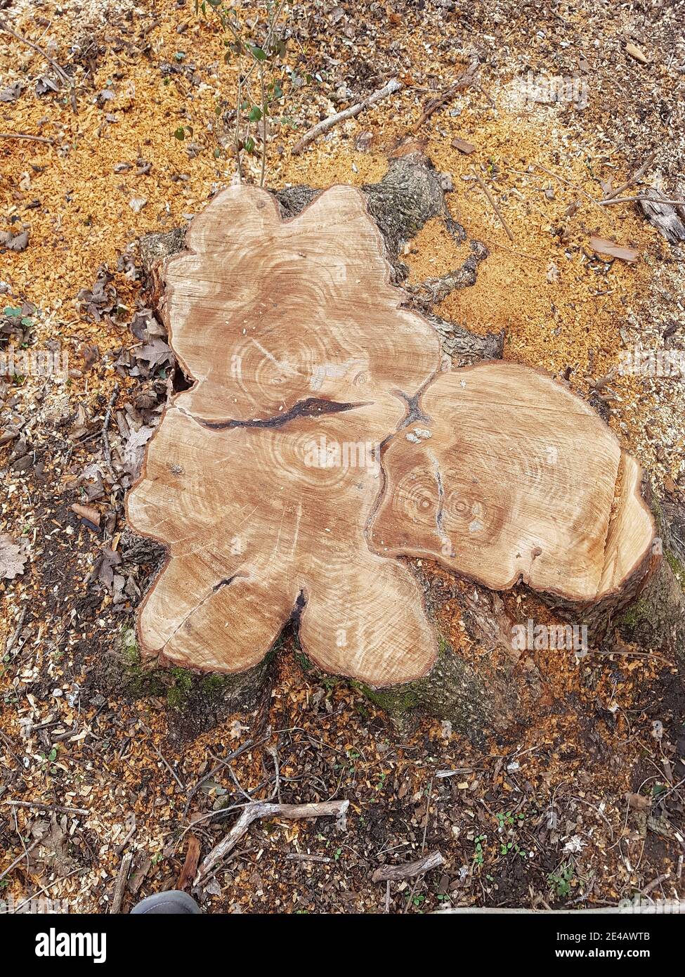 Souche de bois avec de la sciure de bois Banque de photographies et d ...