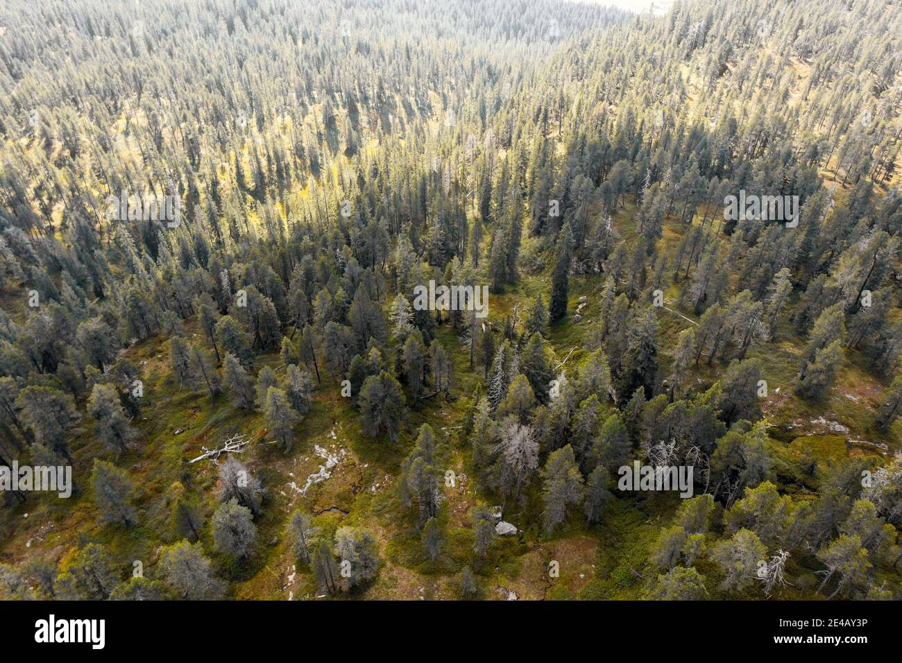 Foret de sapins Banque de photographies et d’images à haute résolution ...