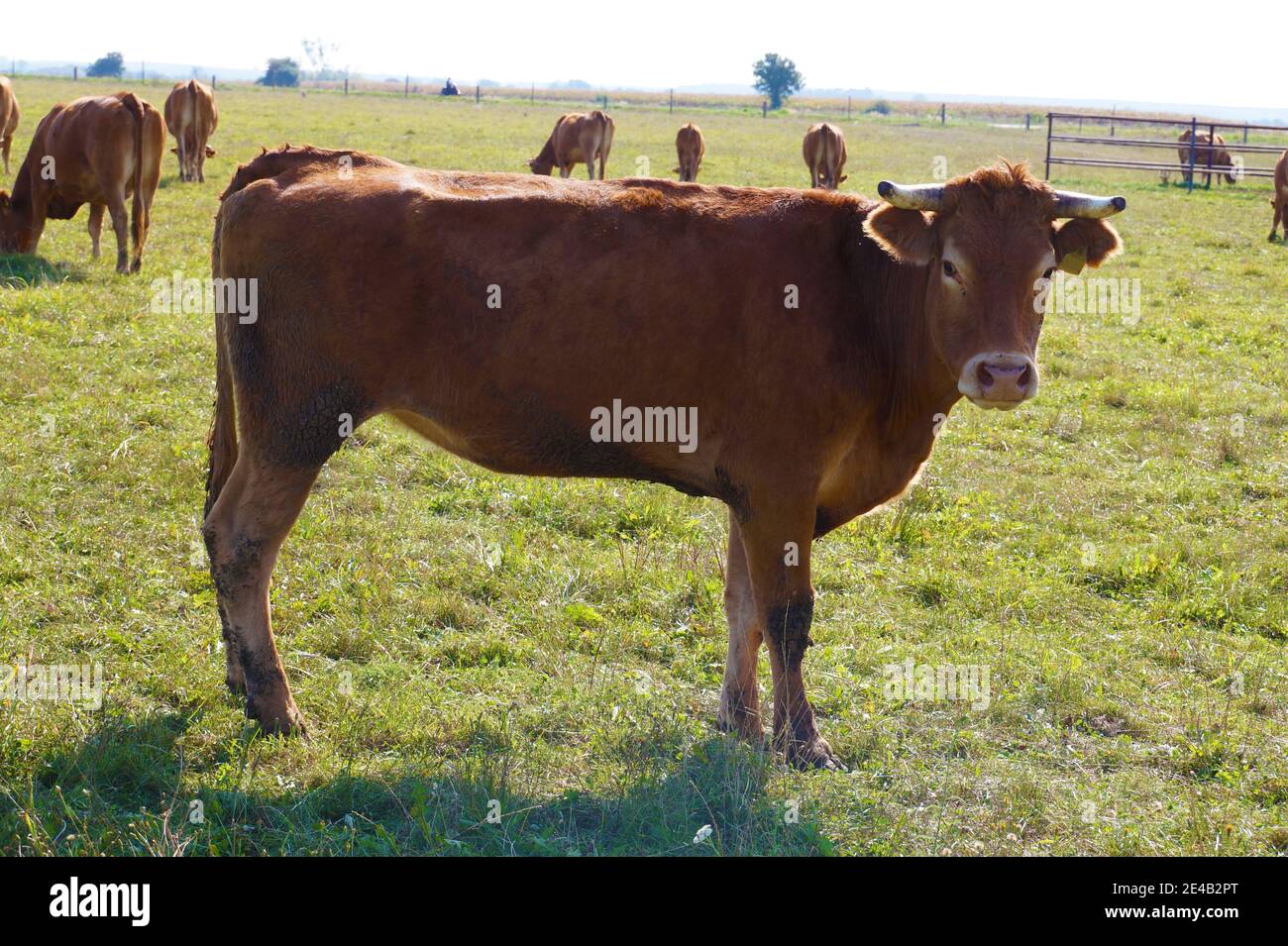 Ferme animale, pâturage. Troupeau de race de viande de vaches de ...