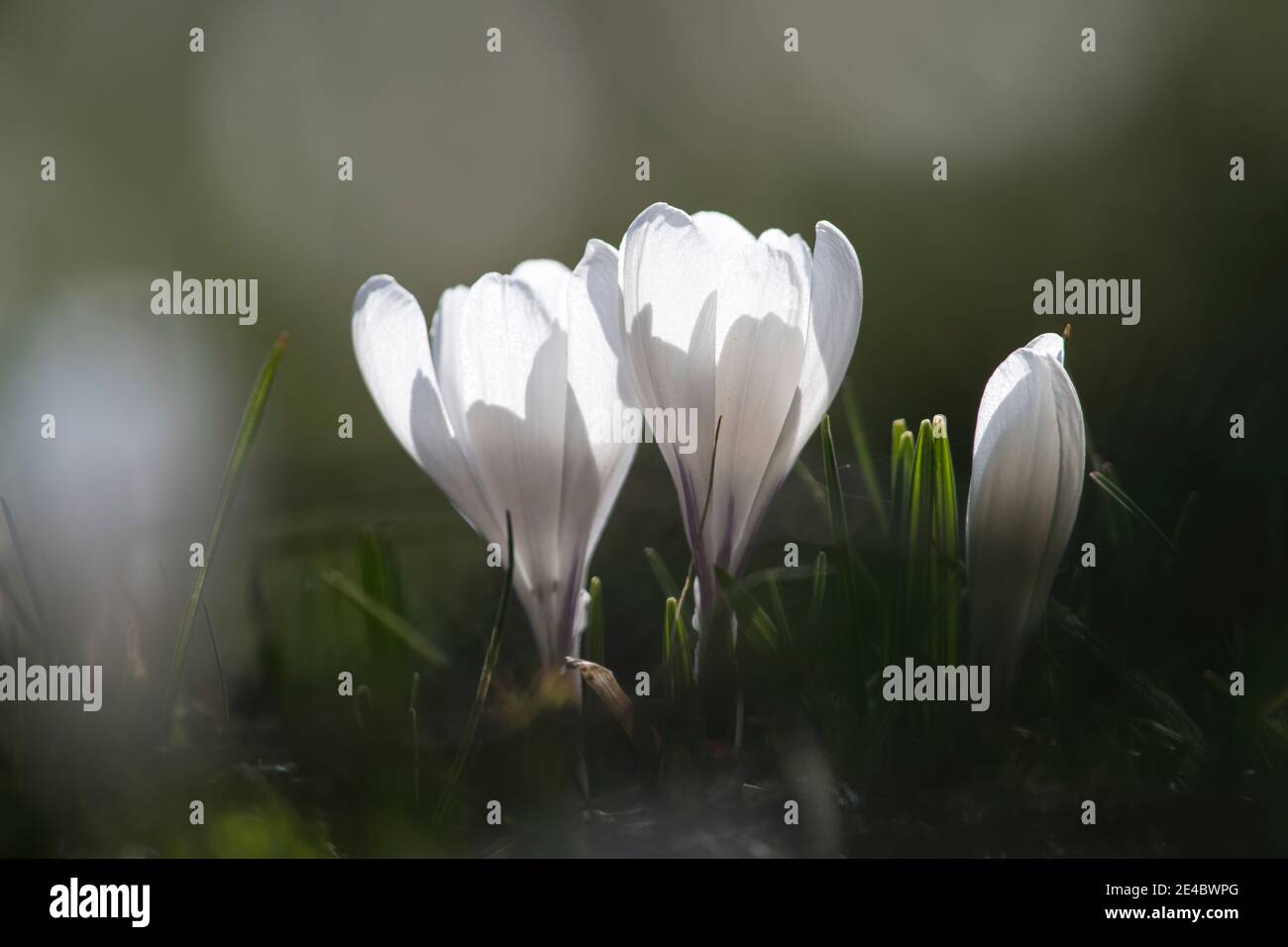 Crocus blanc Banque de photographies et d’images à haute résolution - Alamy