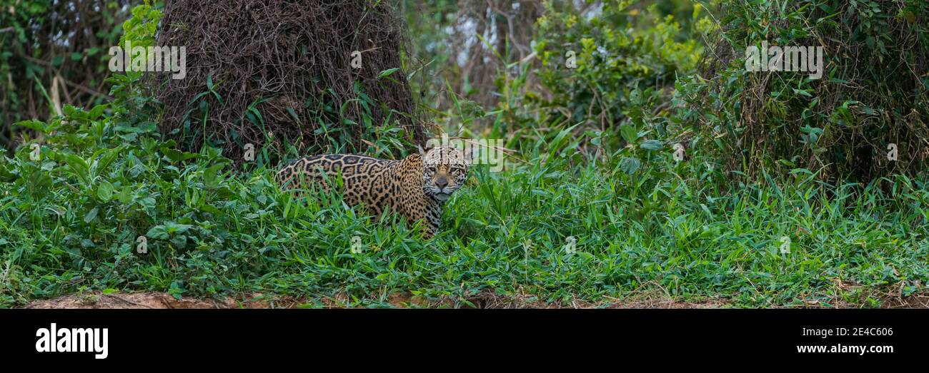 Jaguar (Panthera onca) marchant dans une forêt, rivière Cuiaba, parc ...