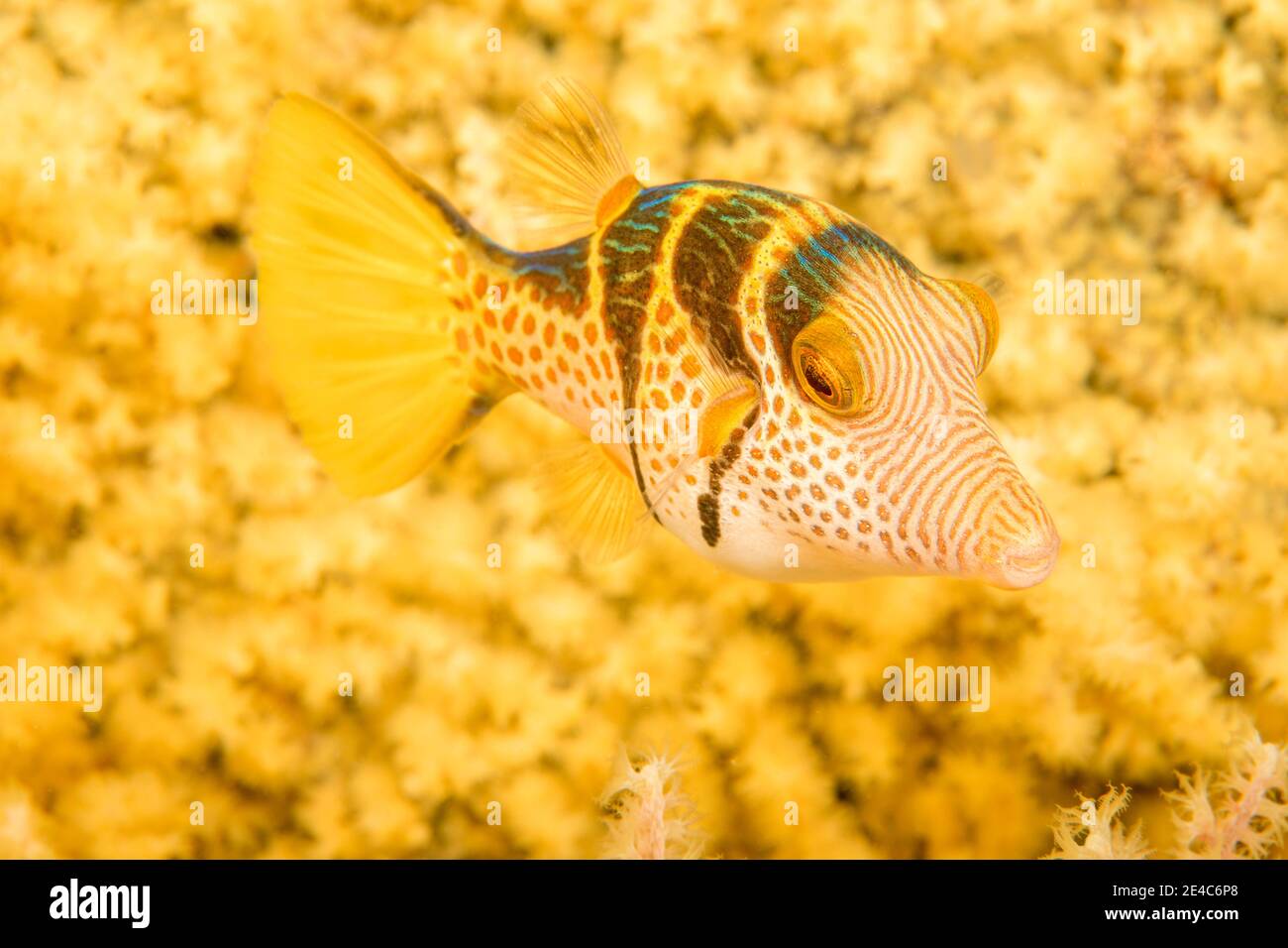 Portrait de poisson puffer poison Banque de photographies et d’images à ...