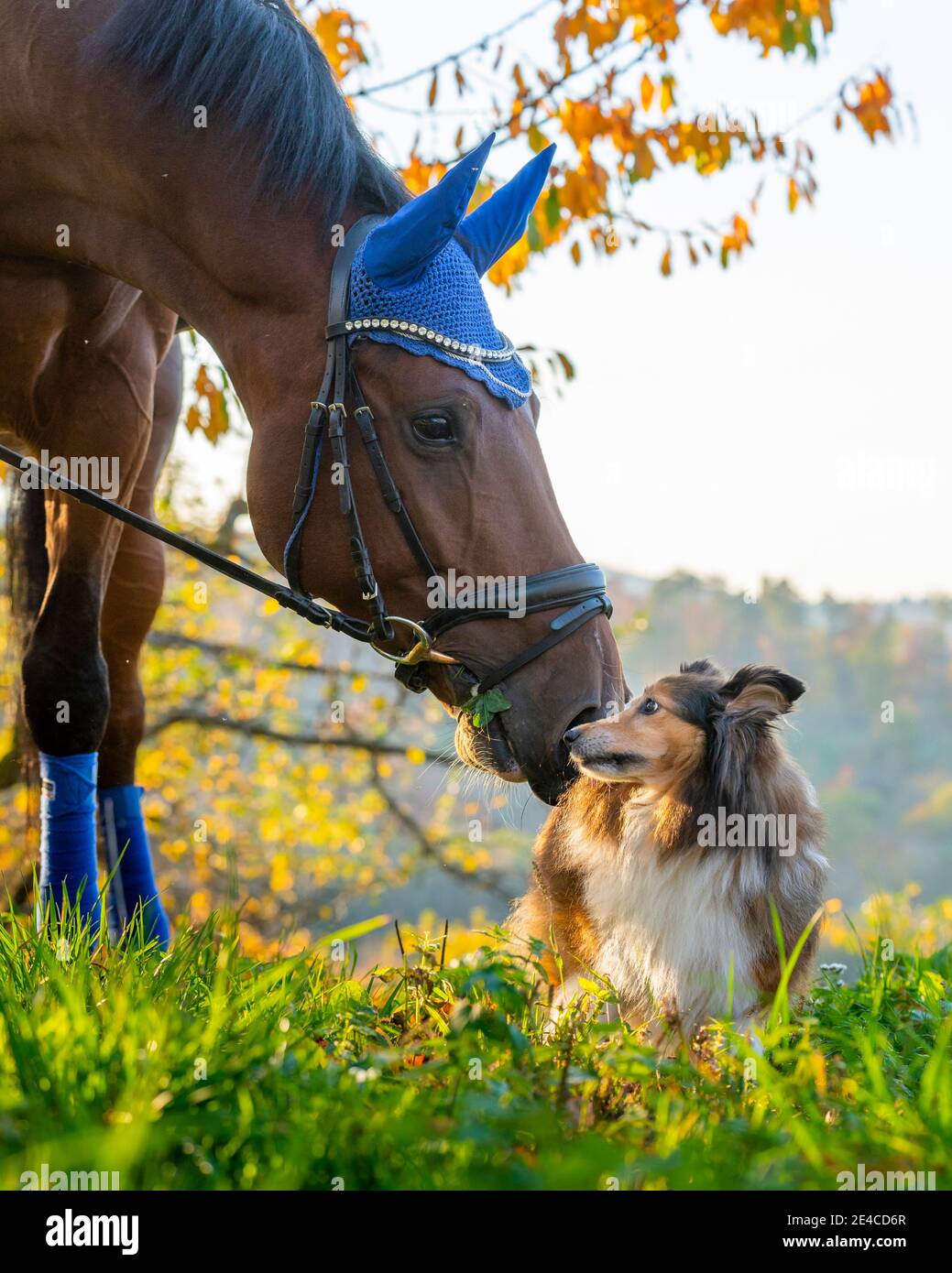 Chien de cheval Banque de photographies et d’images à haute résolution ...