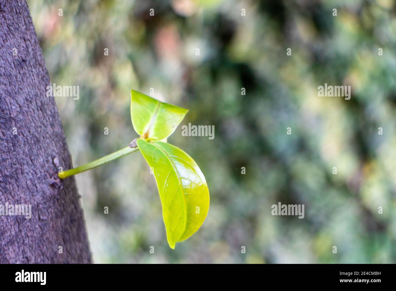 Pousse d'arbres de croissance Banque de photographies et d’images à ...