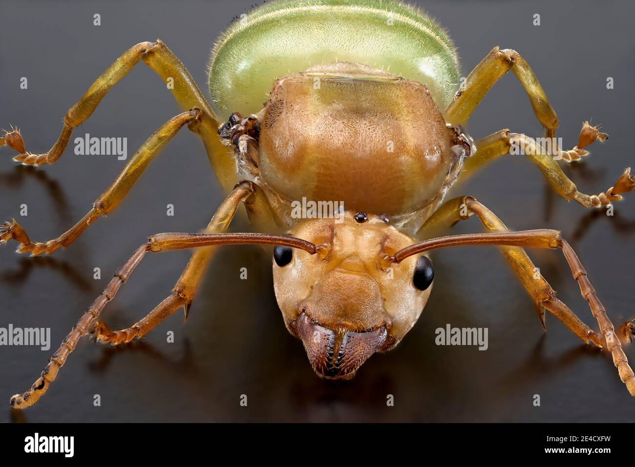 Reine des fourmis tisserandes avec ses oeufs Banque de photographies et ...