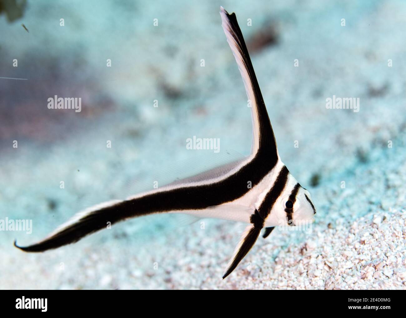 Poisson ruban Banque de photographies et d’images à haute résolution ...