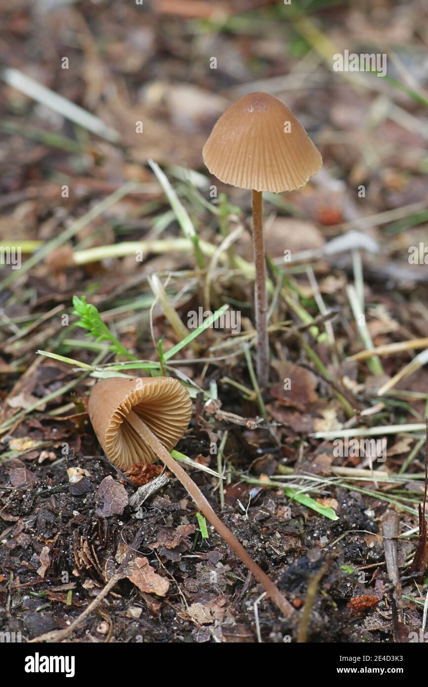 Conocybe fungus Banque de photographies et d’images à haute résolution ...