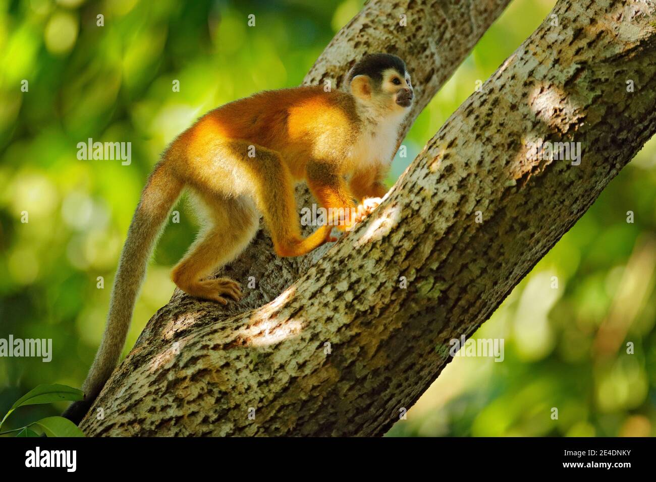 Singe dans la végétation de la forêt tropicale. Animal, longue queue ...