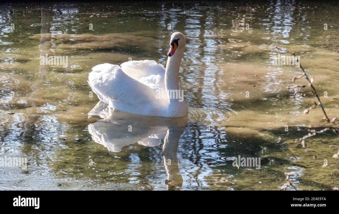 Un gros plan d'un cygne dans l'eau Banque de photographies et d’images ...