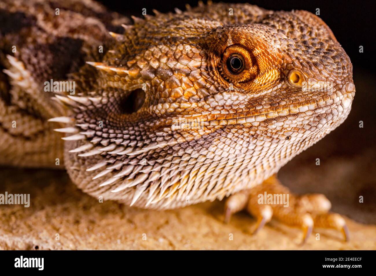 Pogona vitticeps yellow Banque de photographies et d’images à haute ...