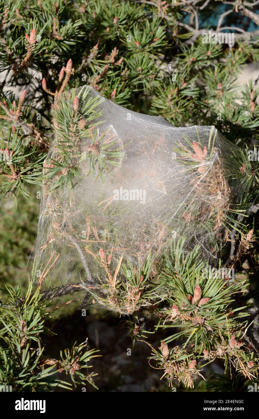Chenille processionnaire du pin Banque de photographies et d’images à ...