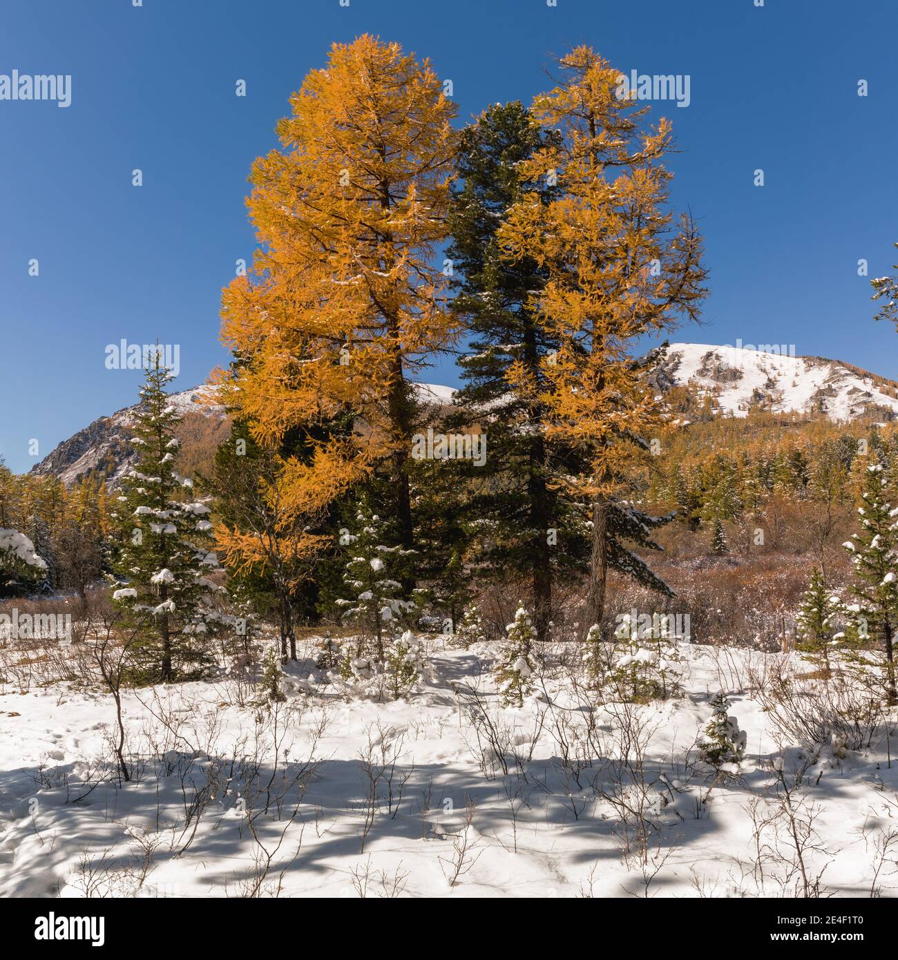 Foret taiga république altaï Banque de photographies et d’images à ...