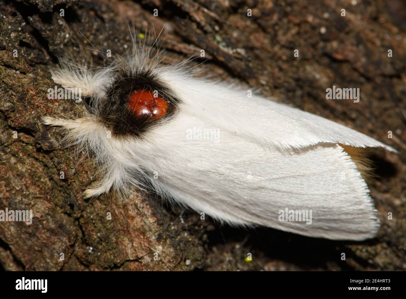 Insecte à longue queue Banque de photographies et d’images à haute ...