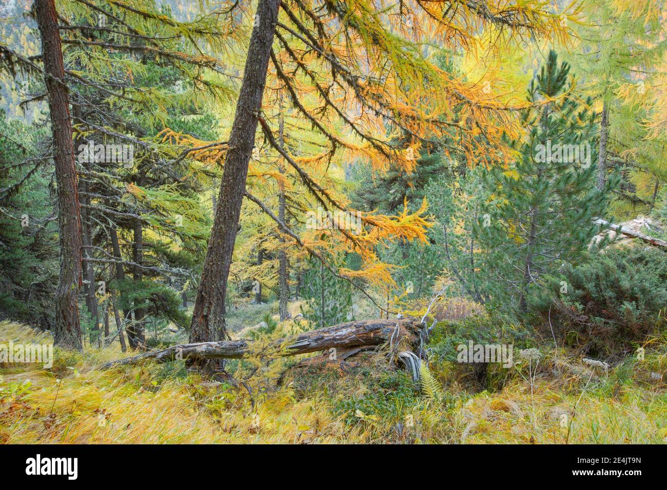 Feuillage de conifères d'automne Banque de photographies et d’images à ...
