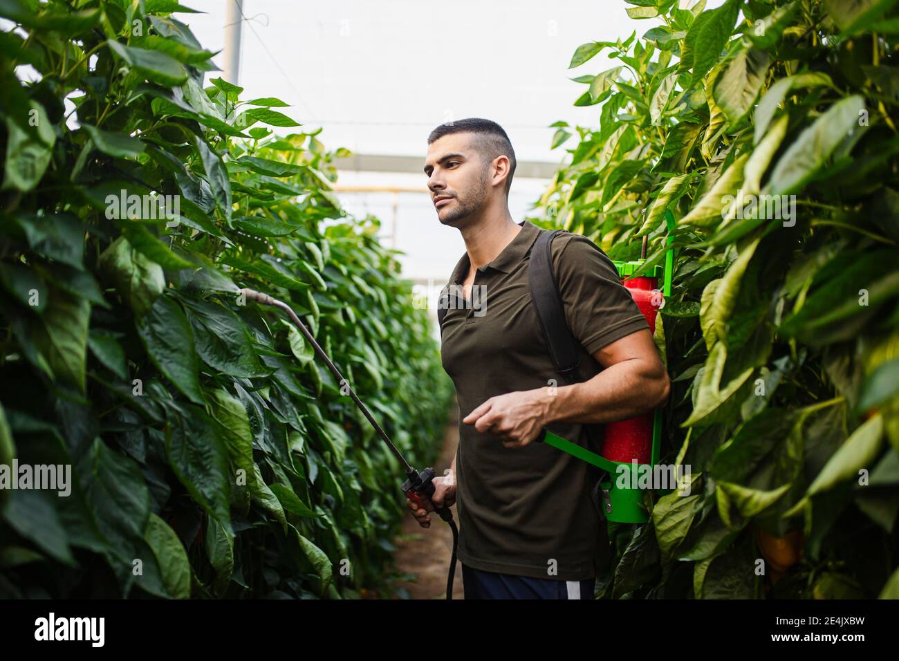 Ravageur de ferme Banque de photographies et d’images à haute ...