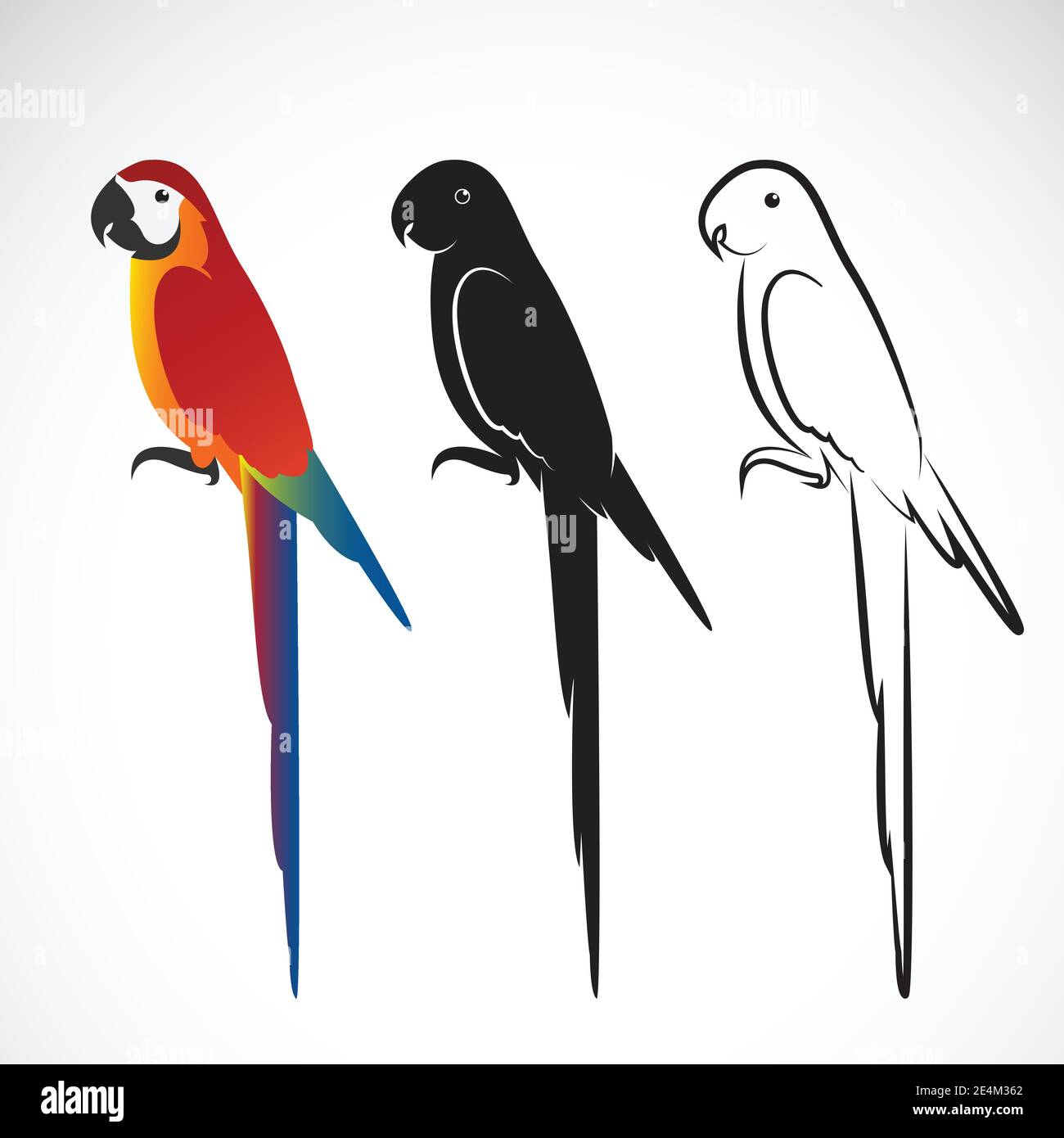 Oiseau oiseaux aras ara rouge et vert Banque d'images vectorielles - Alamy