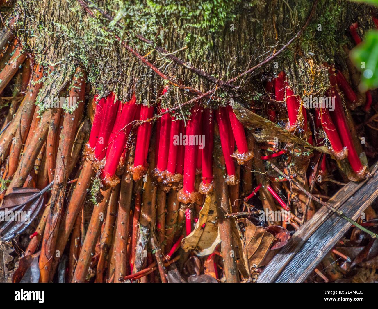 Plantes médicinales en Amazonie. Wasai, arbre rouge, racine de marche ...